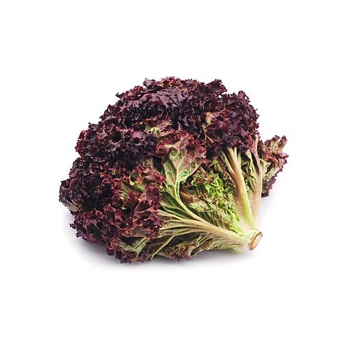 200+ Adet Yakut Yaprak Marul Tohumu- En Koyu Yapraklı Marul Türü ...