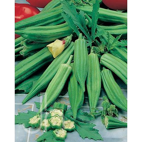 20+ Adet Erkenci Yeşil Bamya Tohumu- Ödüllü « tohumdunyasi.com.tr