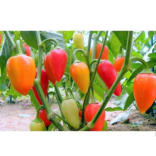 Santa Fe Grande Mini Acı Chili Biber Tohumu « tohumdunyasi.com.tr