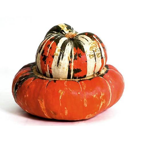 5 Adet Turk's Turban Kavuk Kabağı Tohumu « tohumdunyasi.com.tr