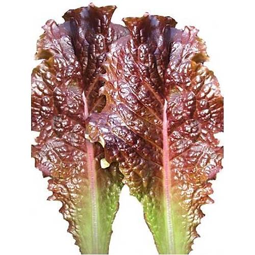 200+ Adet Butter Crunch Göbek Marul Tohumu « tohumdunyasi.com.tr